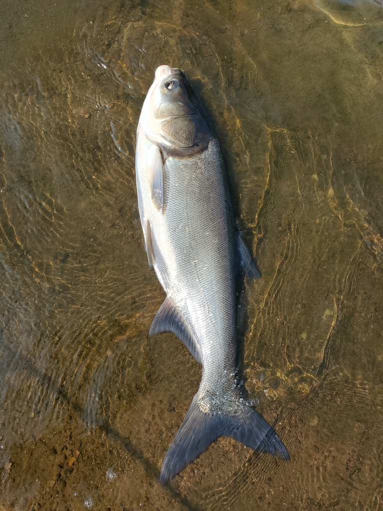 Silver Carp from Browning Township, IL, USA on September 18, 2020 at 02 ...