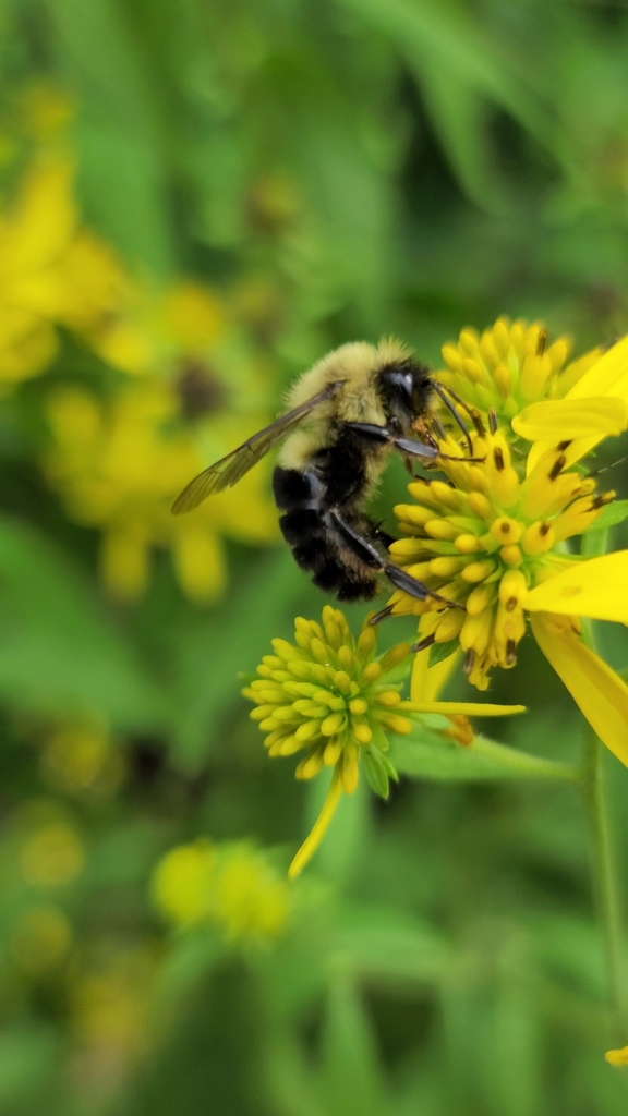 Common Eastern Bumble Bee from Oktibbeha County, US-MS, US on September ...