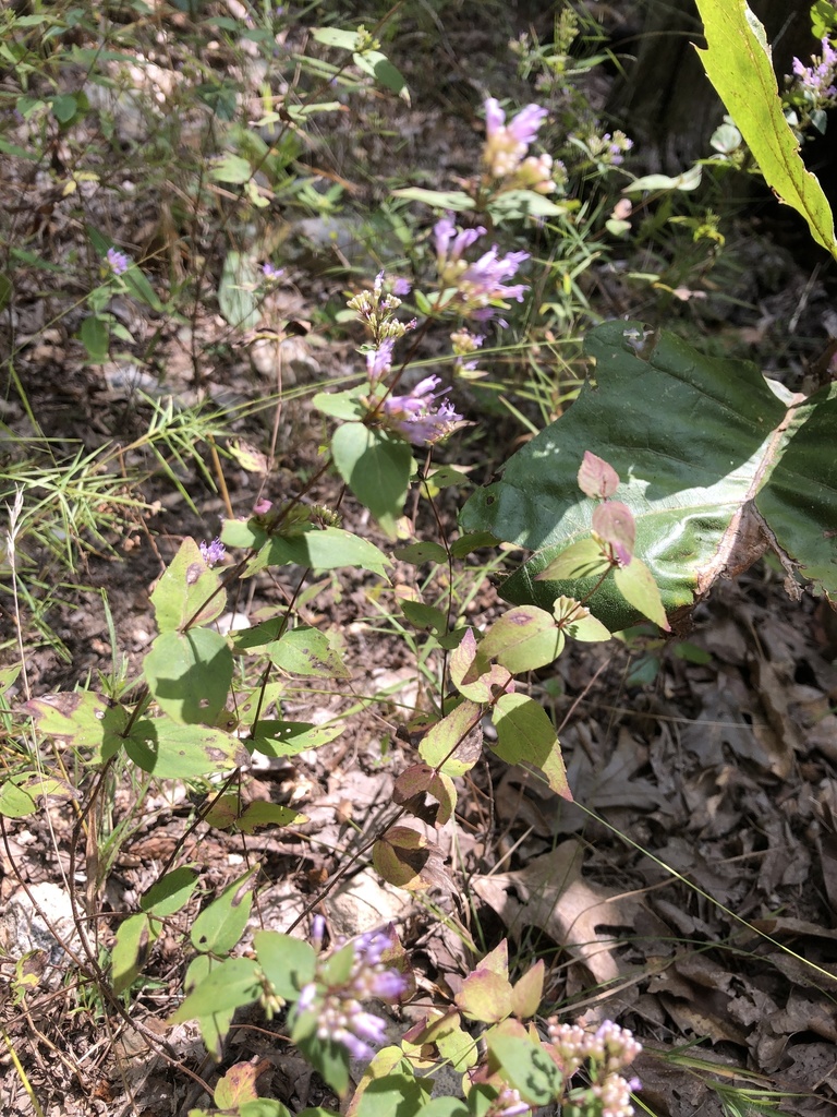 common dittany from Wildwood, MO, US on September 18, 2020 at 03:03 PM ...