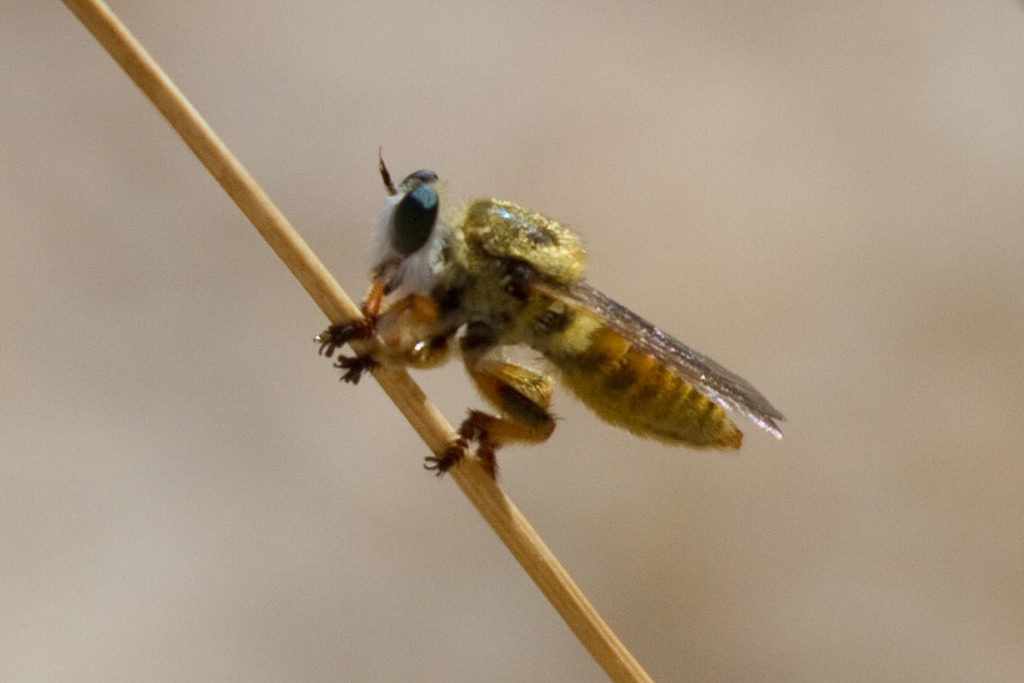 Hairy Robber Fly from Mountain Springs on June 28, 2014 at 10:16 AM by ...