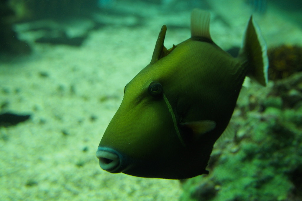 Halfmoon Triggerfish (Kushimoto aquarium and undersea tower, Kushimoto ...