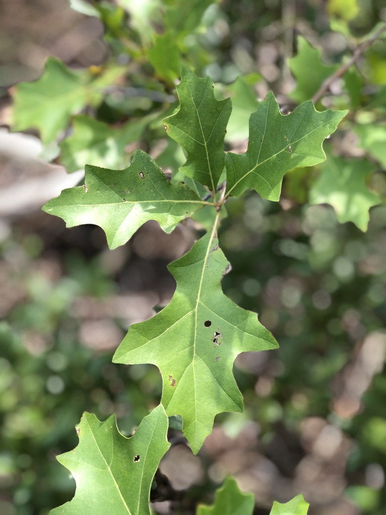 scarlet oak from Marine Park, New York, NY, US on September 18, 2020 at ...