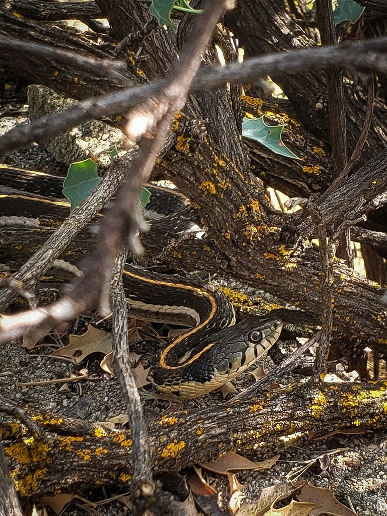 Black-necked Garter Snake from Kirkland, AZ 86332, USA on September 18 ...