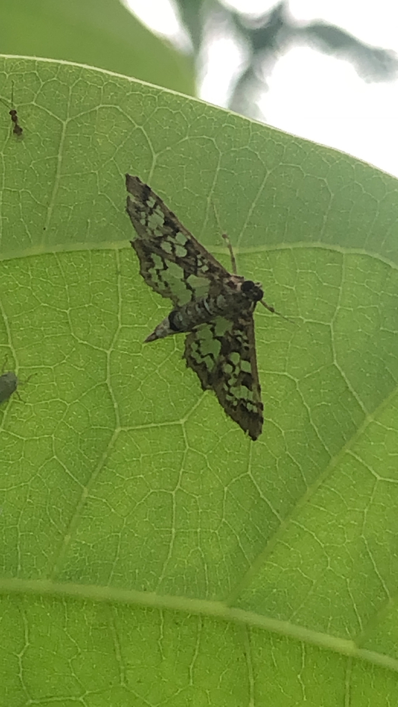 Stained-glass Moth from Miami on September 18, 2020 at 10:12 PM by ...