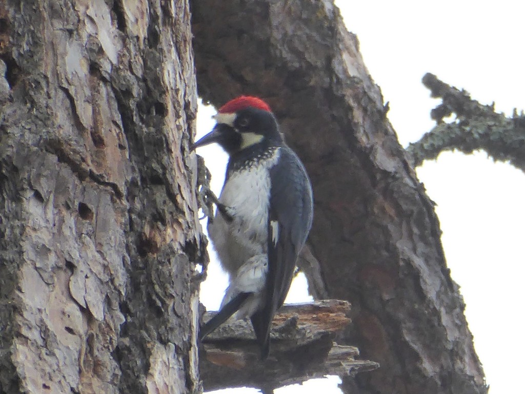 Acorn Woodpecker from ASRA - Maidu Area, Auburn, Placer County, CA, USA ...