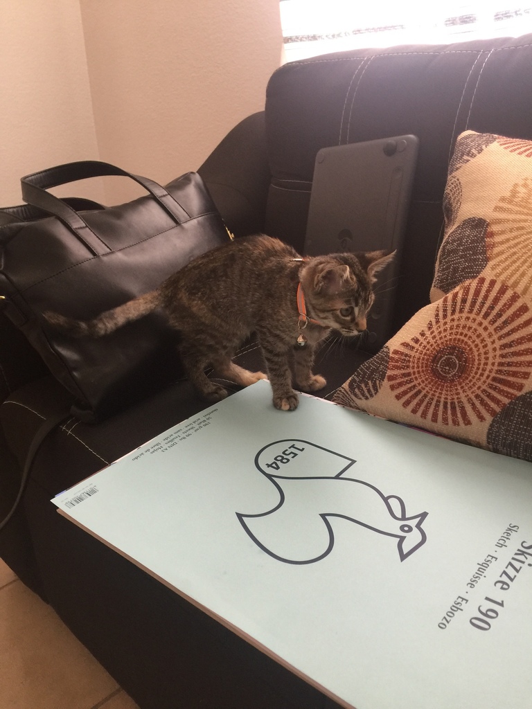 Domestic Cat from Calle Santa Rita 8255, Juárez, CHIH, MX on August 5 ...