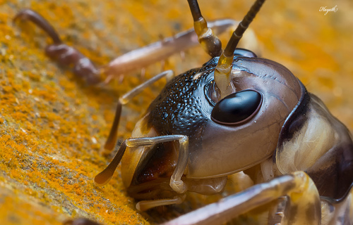 Genus Gryllacropsis · iNaturalist
