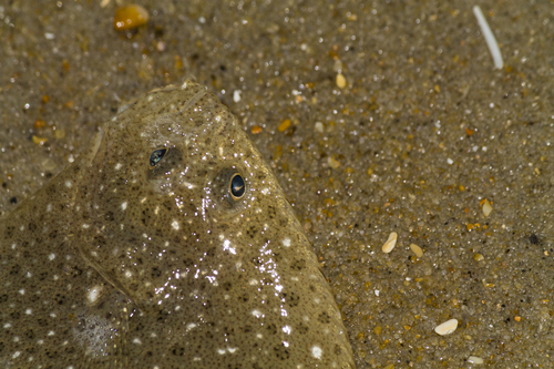 Photo 9599470, (c) Jon, all rights reserved, uploaded by Jon · iNaturalist