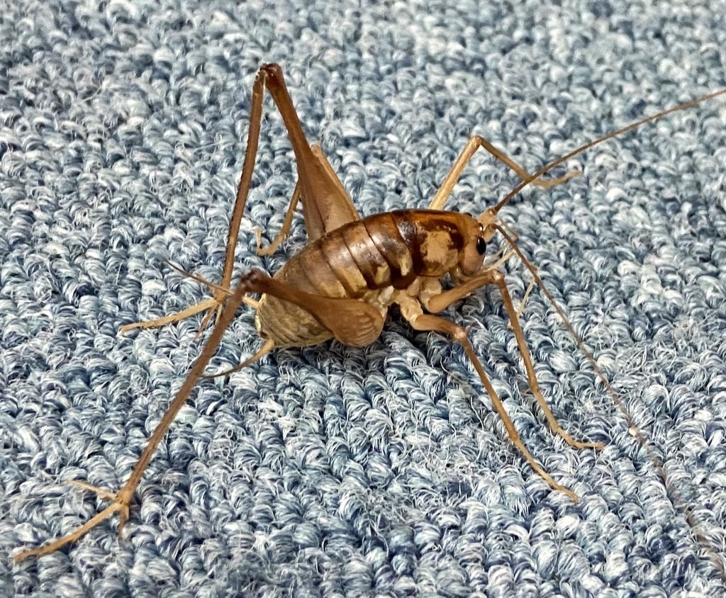 Tachycines coreanus from Hanyeodo, Seogwipo-si, Jeju, KR on September ...