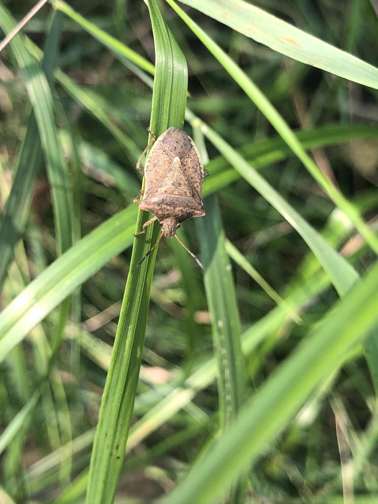 Brown Stink Bug from Erie, PA, US on September 16, 2020 at 01:17 PM by ...