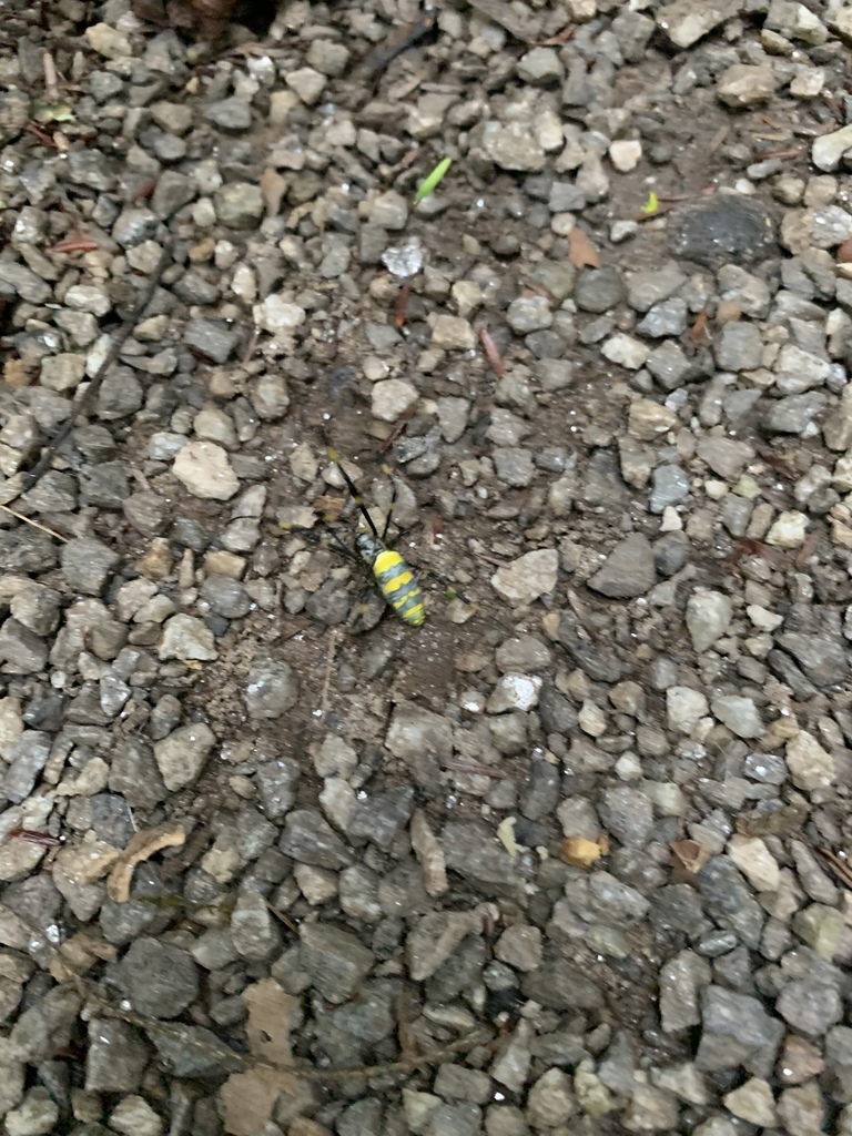 Joro Spider from Chattahoochee-Oconee National Forests, Cleveland, GA ...