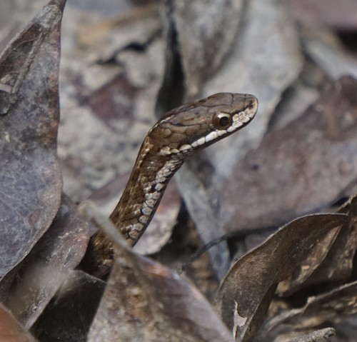 Himalayan Mountain Keelbacks (Genus Herpetoreas) · iNaturalist