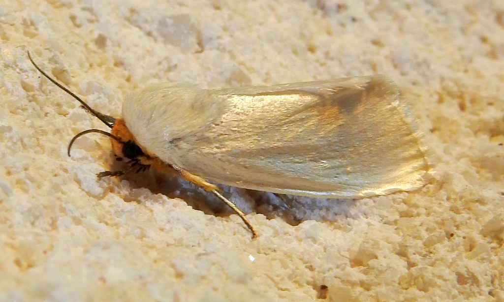 White Flower Moth in September 2020 by Missy McAllister Kerr · iNaturalist