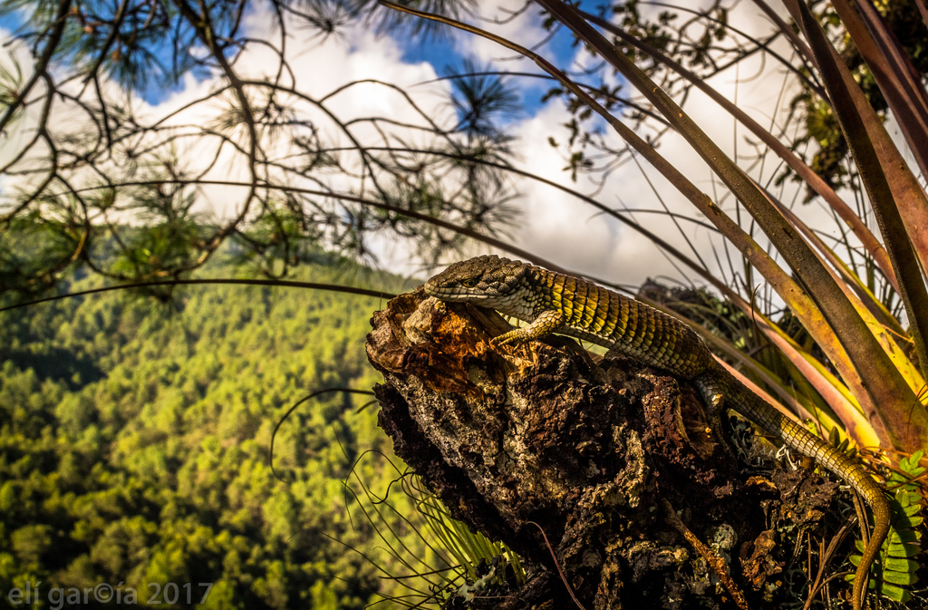 Oaxaca Arboreal Alligator Lizard in August 2017 by Elí García-Padilla ...
