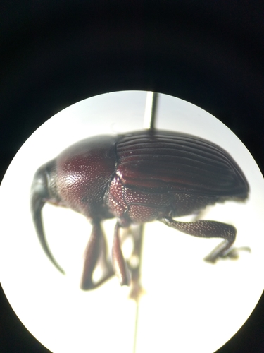 Genus Revena · iNaturalist