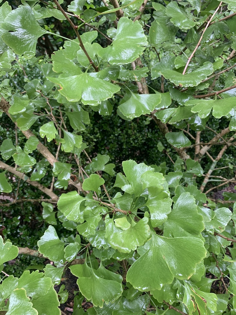 ginkgo from Gainesville, FL, US on September 19, 2020 at 01:16 PM by ...