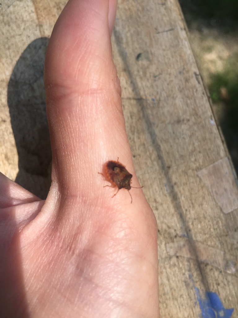 Dendrocoris humeralis from 14886, Ulysses, NY, US on August 7, 2017 at ...