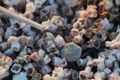 Subespecies Balanus amphitrite saltonensis · iNaturalist Mexico