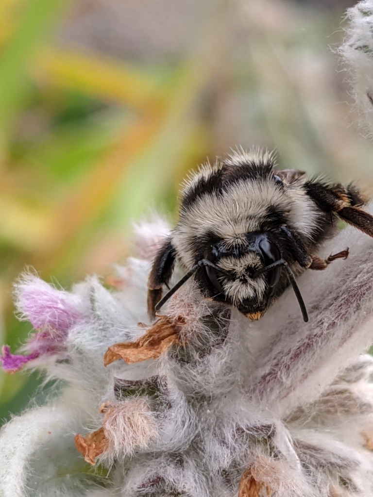Nearctic Bumble Bee from Fernie, BC, Canada on September 19, 2020 at 12 ...