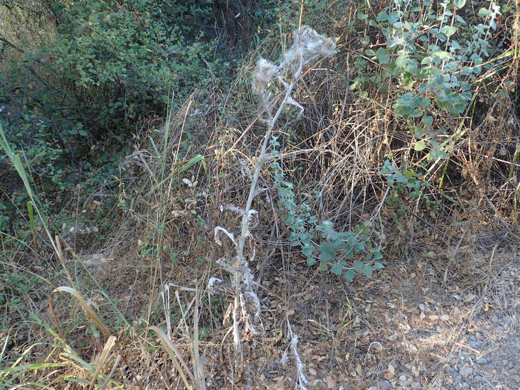 Cobwebby Thistle from Topanga, Topanga State Park, Santa Monica ...