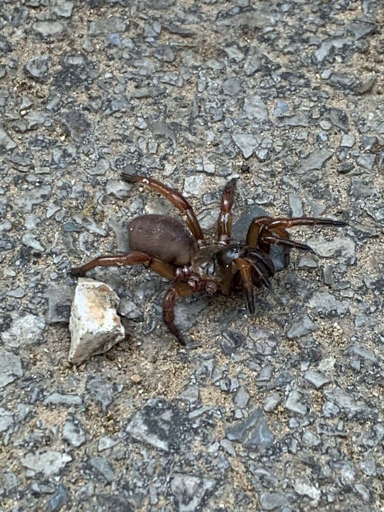 Comstock's Wafer Trapdoor Spider from Dogwood Canyon Nature Park ...