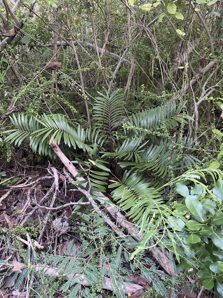 zamia in September 2020 by Alexis Chaparro · iNaturalist