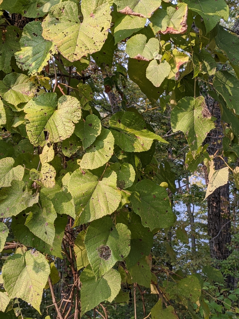 fox grape from Marthasville on September 19, 2020 at 04:46 PM by kvotx ...