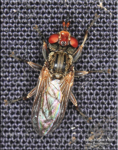 (Zodion intermedium)