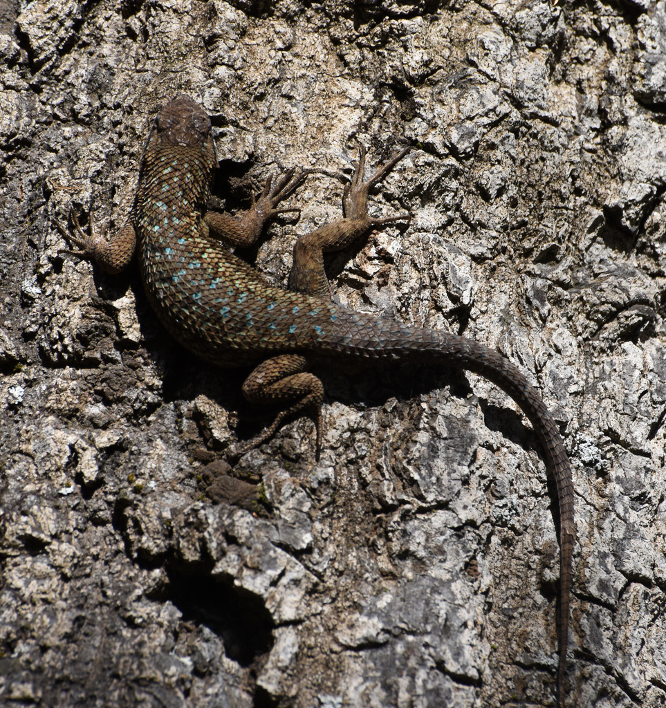 Island Fence Lizard from Santa Barbara County, CA, USA on August 05 ...
