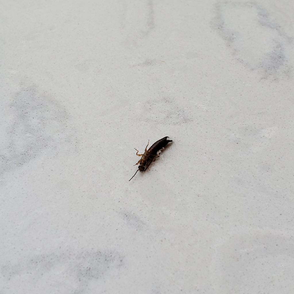 Ring-legged Earwig from Raleigh, NC 27609, USA on September 15, 2020 at ...