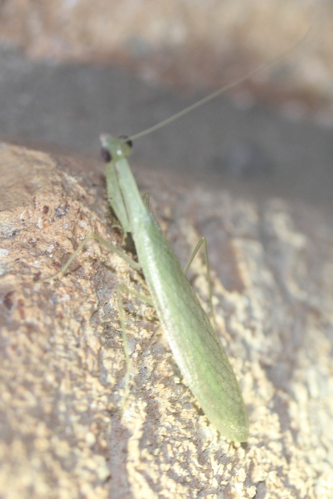 Snake Mantis from Tallegalla QLD 4340, Australia on September 18, 2020 ...