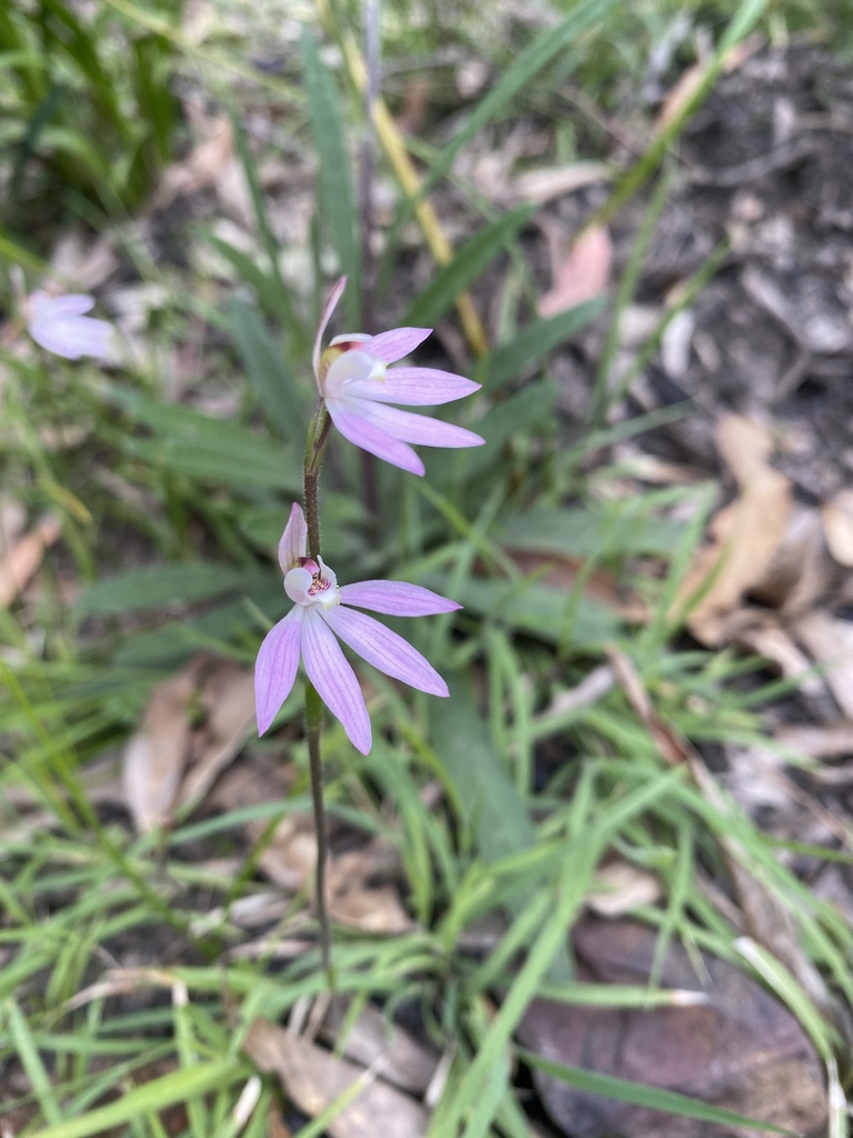 Pink Lady Fingers from Lithgow, NSW, AU on September 19, 2020 at 04:12 ...