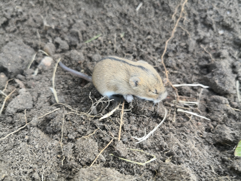 Striped Field Mouse from 70191, Lietuva on September 19, 2020 at 11:00 ...