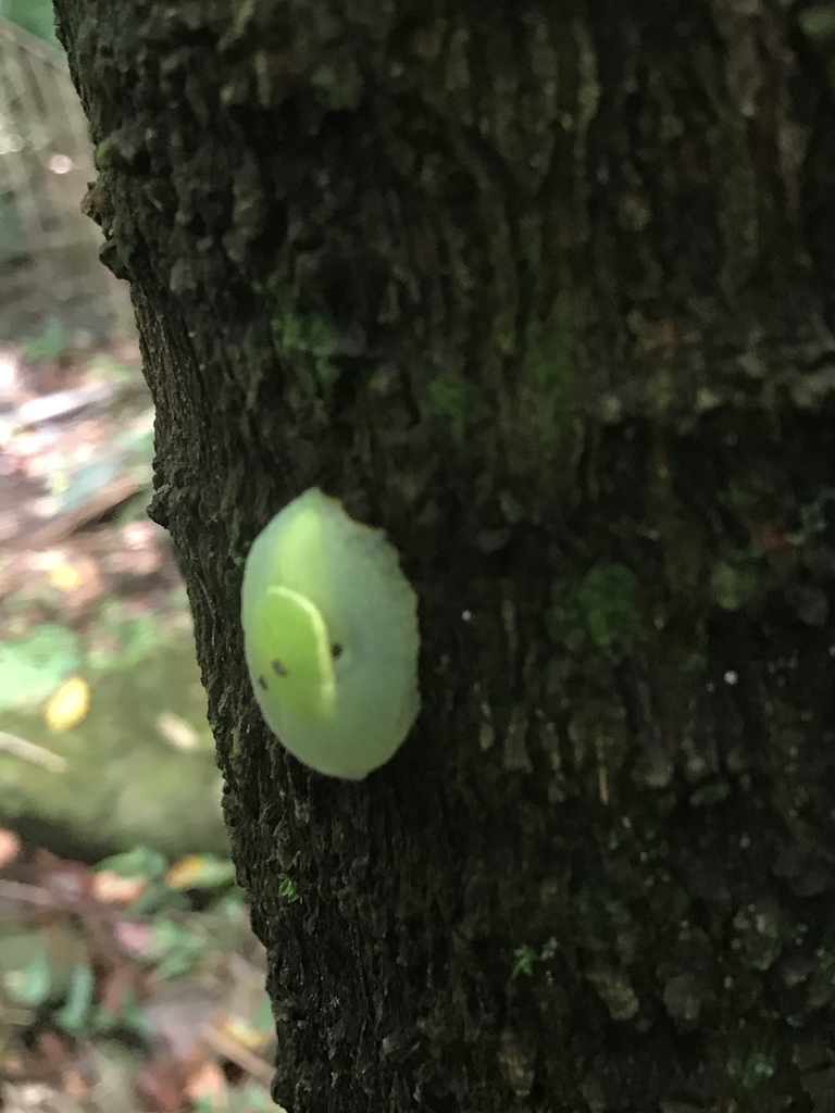 Puerto Rican Semi-slug from El Yunque National Forest, Rio Grande, PR ...