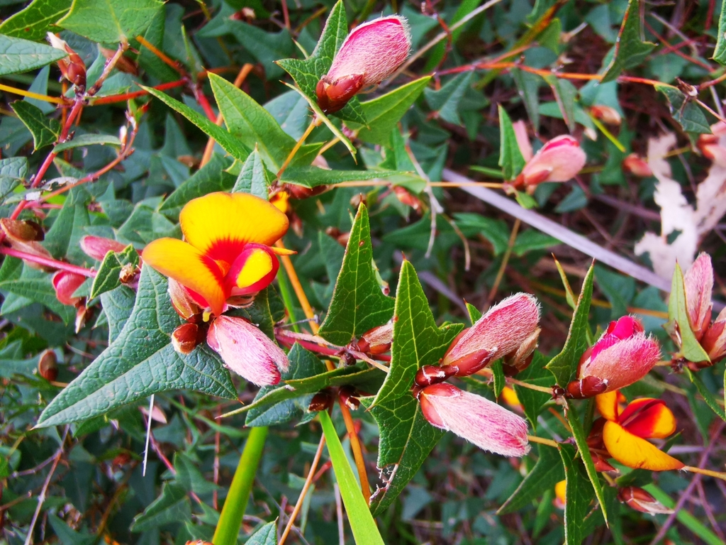 Common Flat-pea from Frankston VIC 3199, Australia on September 20 ...