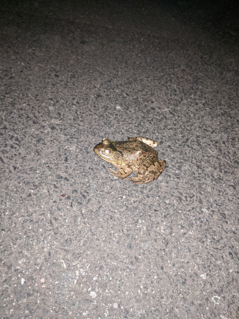 American Bullfrog from Federal Way, WA 98001, USA on April 24, 2020 at ...