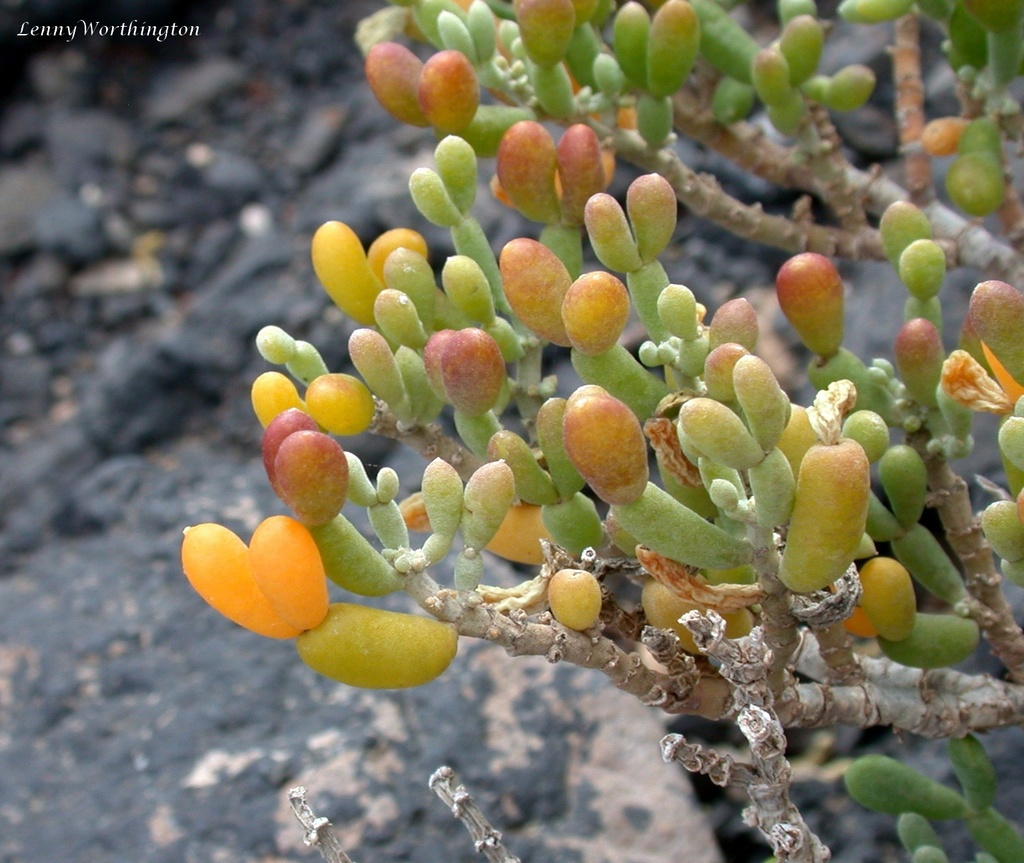 caltrops and ratanies (Zygophyllales) - Botanical Realm