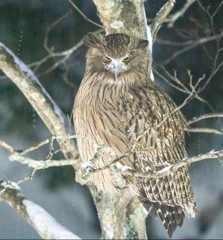 Blakiston's Fish-Owl in January 2020 by antoine_h · iNaturalist