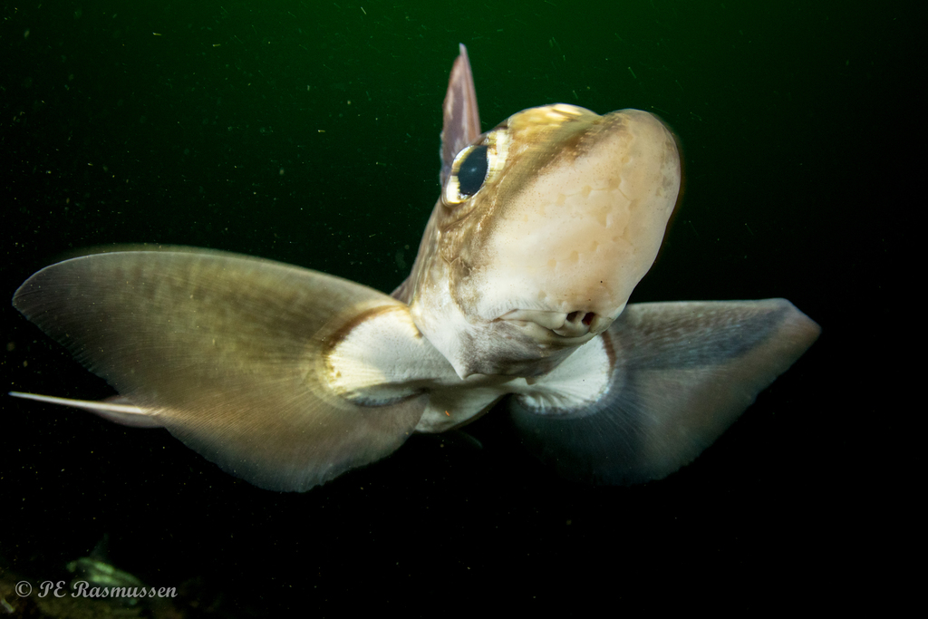 rabbit fish in September 2020 by Poul Erik Rasmussen · iNaturalist