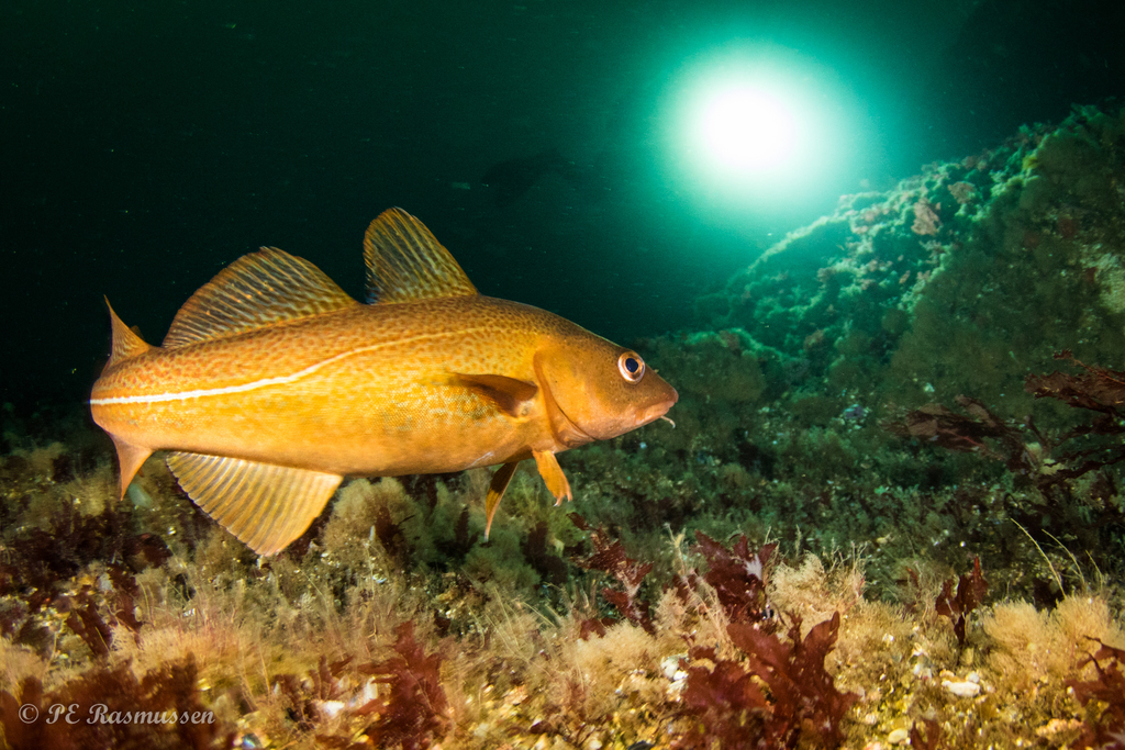 Atlantic Cod in August 2020 by Poul Erik Rasmussen · iNaturalist