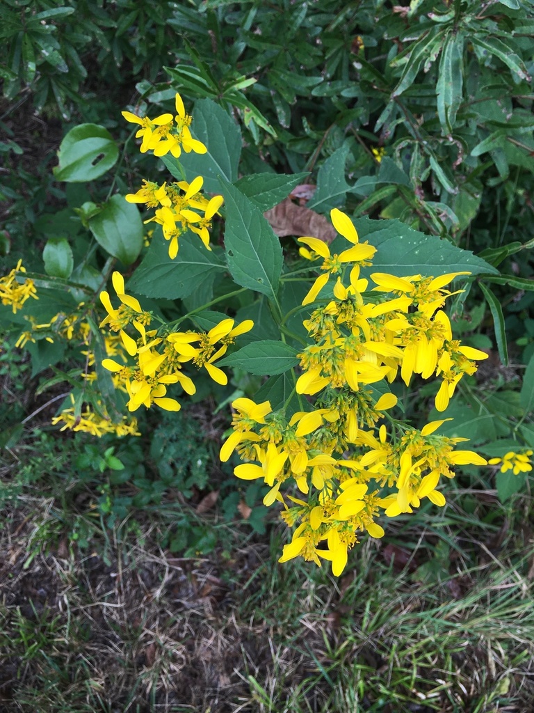 Yellow Crownbeard from Cleveland, TN, US on September 18, 2020 at 11:27 ...
