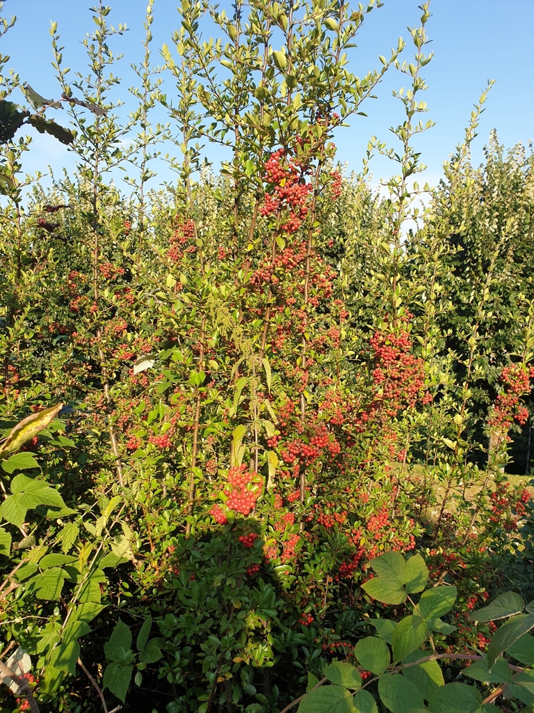 Firethorn from 88160 Le Thillot, France on September 20, 2020 at 04:59 ...