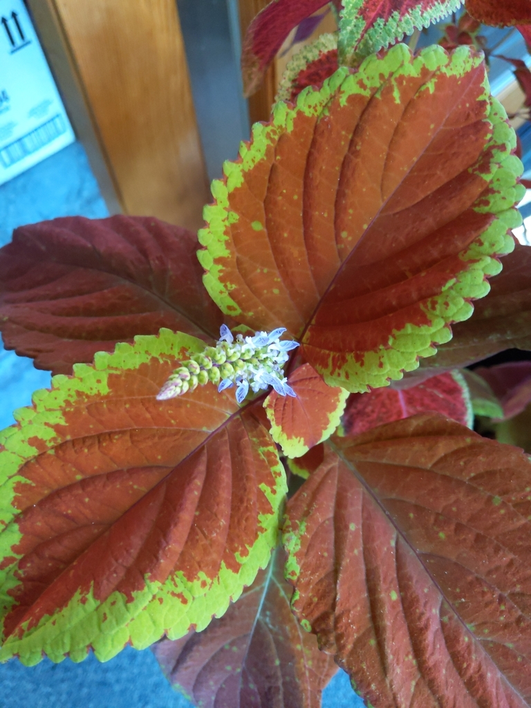 Coleus in September 2020 by Alina M · iNaturalist