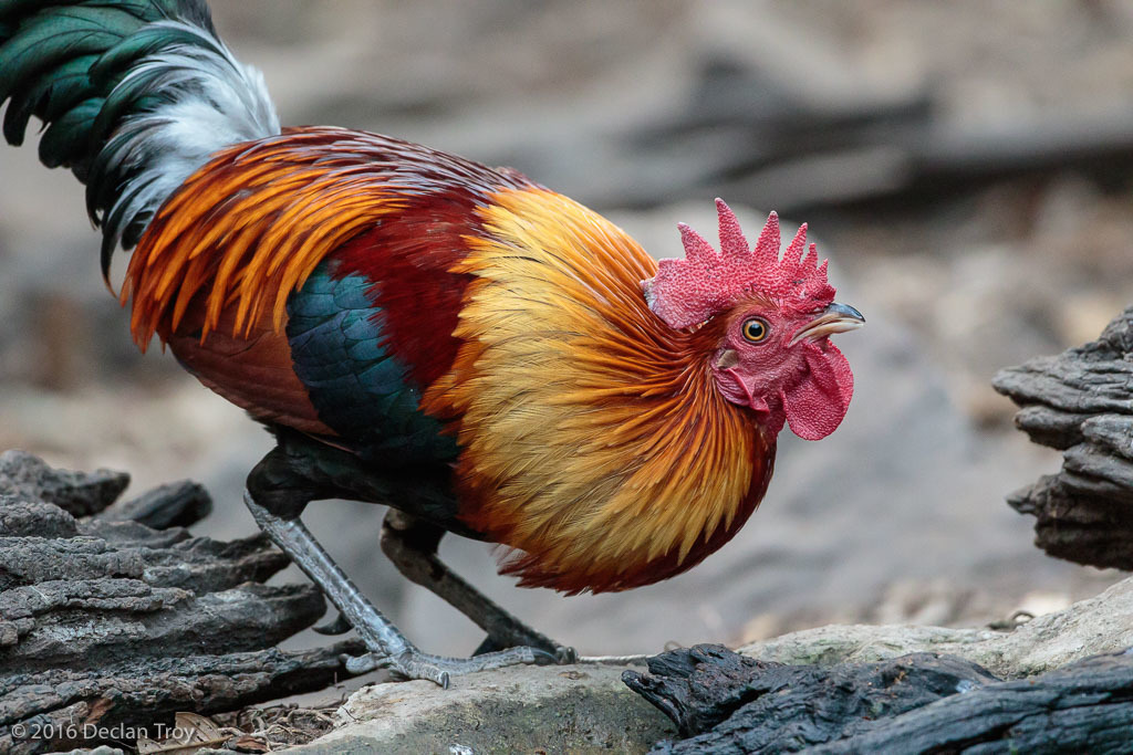 Red Junglefowl from Kaeng Krachan, Thailand on March 4, 2016 at 11:00 ...
