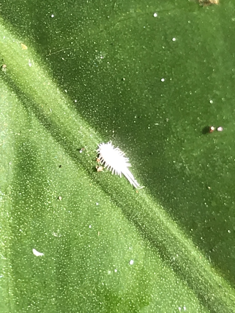 Mealybugs from Reimer Rd, Norton, OH, US on September 20, 2020 at 12:04 ...