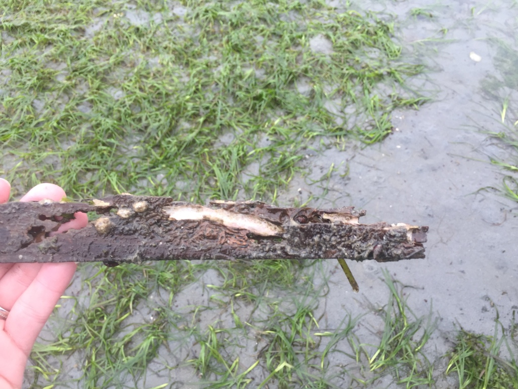 Shipworms from Pierce County, WA, USA on July 3, 2016 by Rachel Easton ...