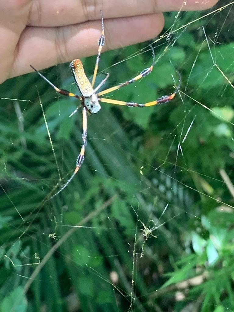 Golden Silk Spider from Ecosendero, EAP Zamorano. Ecosendero ...