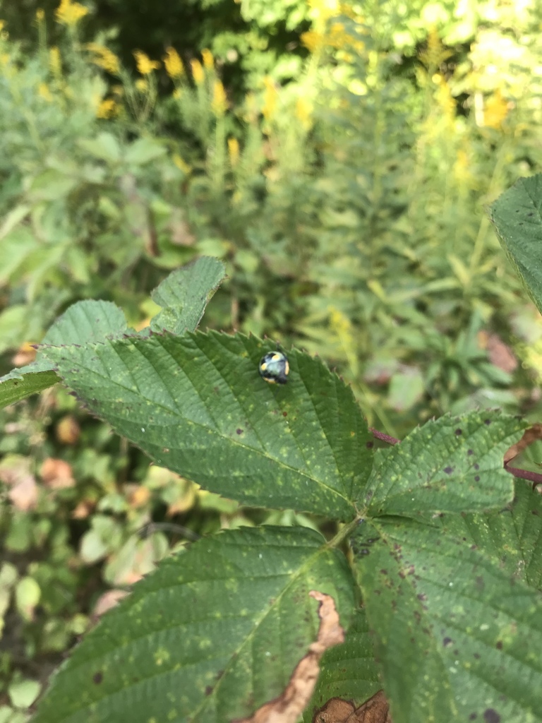 Green Stink Bug from Greenfield Ave, Noblesville, IN, US on September ...