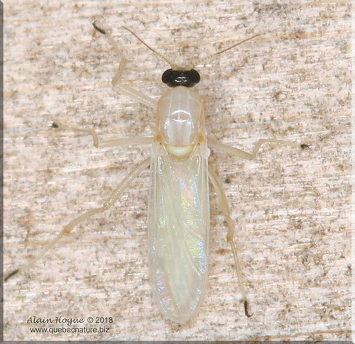 Genus Probezzia · iNaturalist United Kingdom