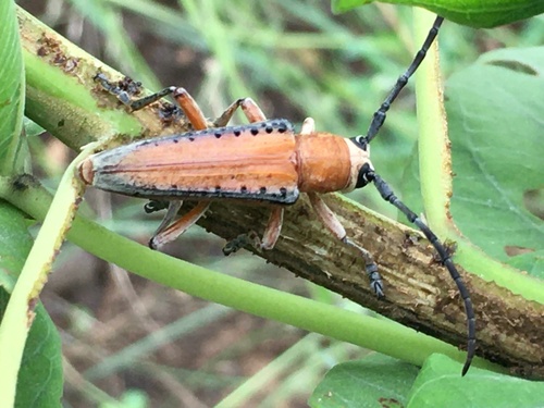 Stibara nigrovittata · iNaturalist